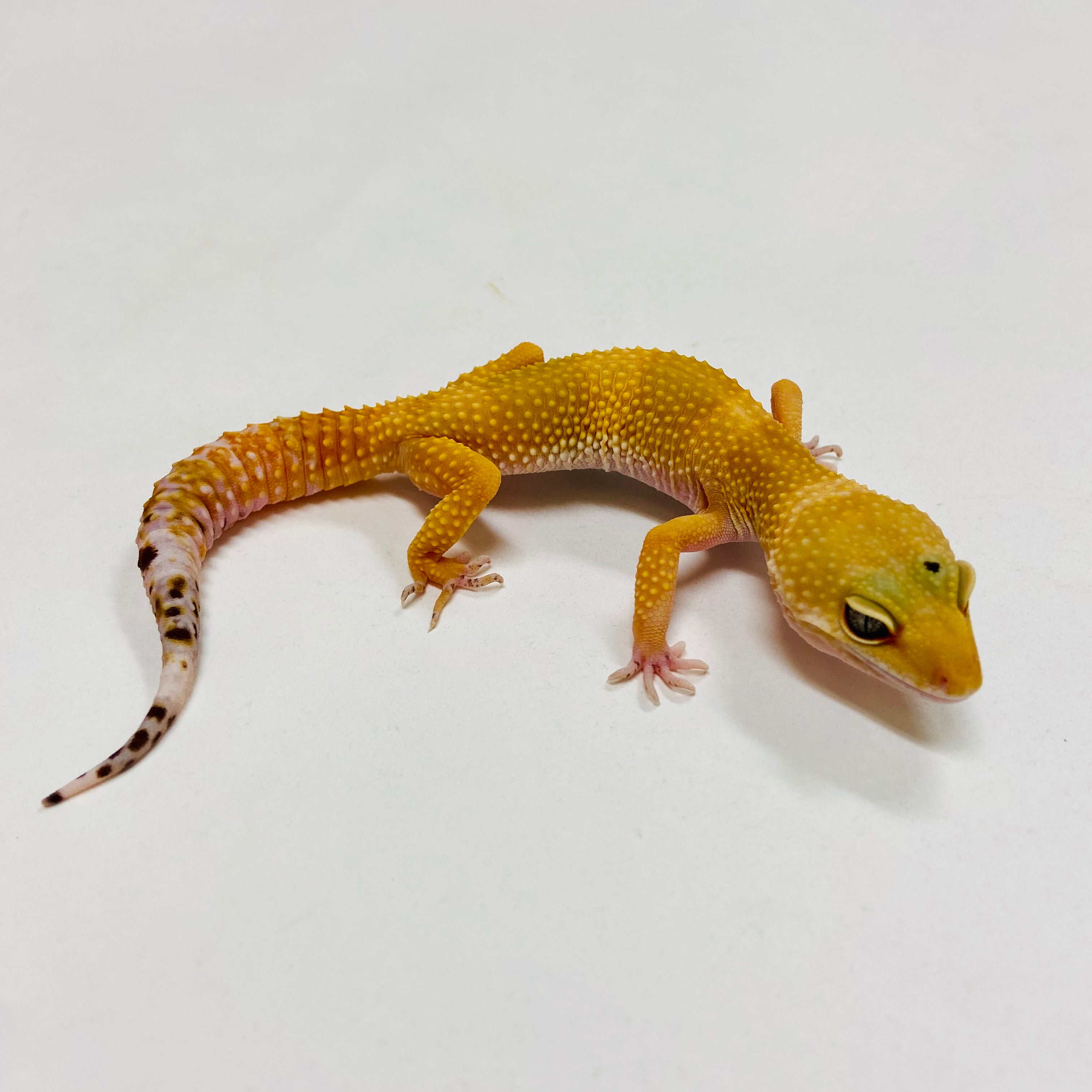 Leopard Geckos for Sale at BHB! Top Quality & Vast Selection in the US ...