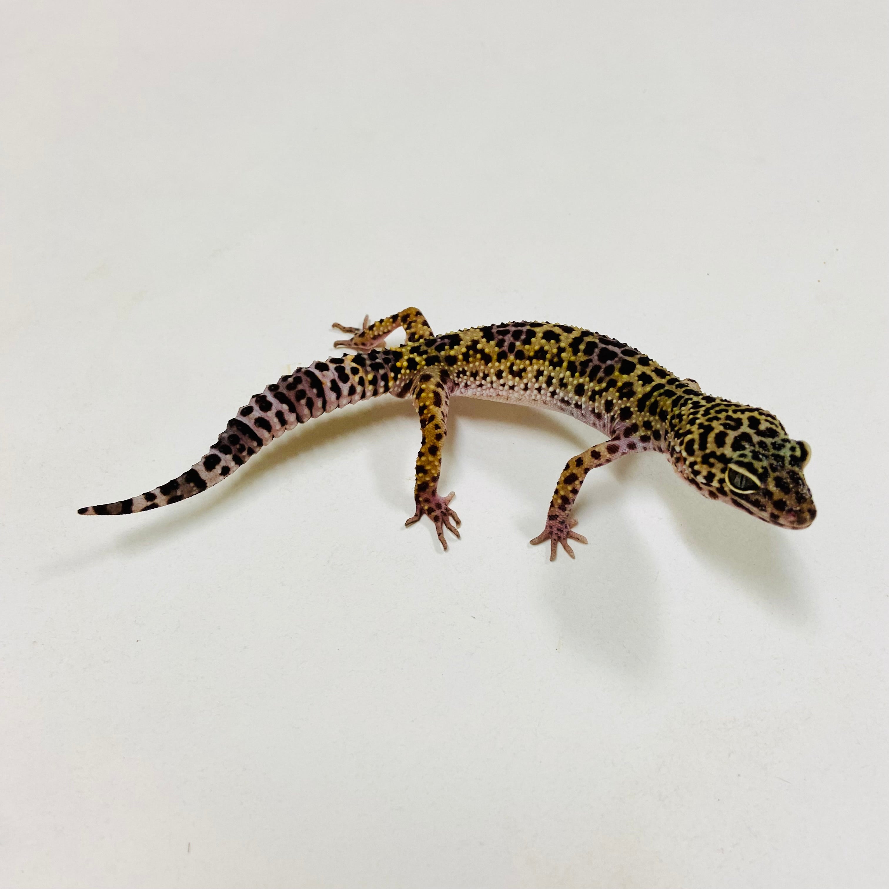 Leopard Geckos for Sale at BHB! Top Quality & Vast Selection in the US ...