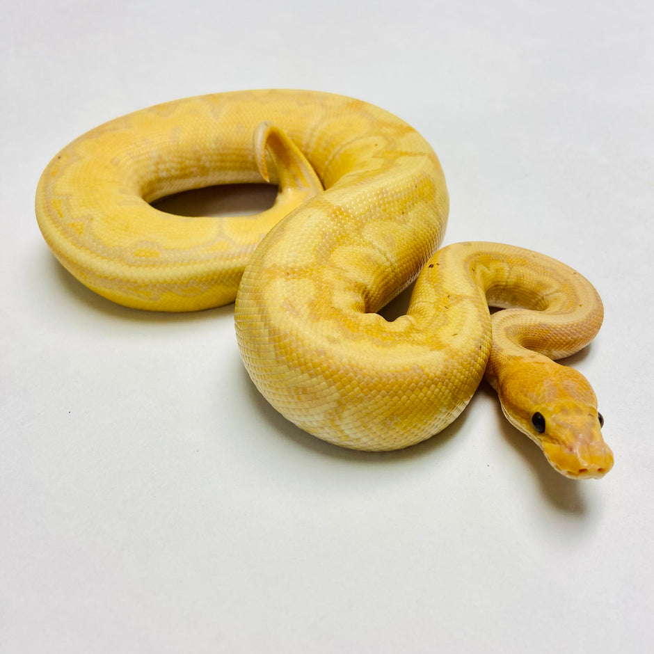 2023 Ball Pythons for sale – BHB Reptiles