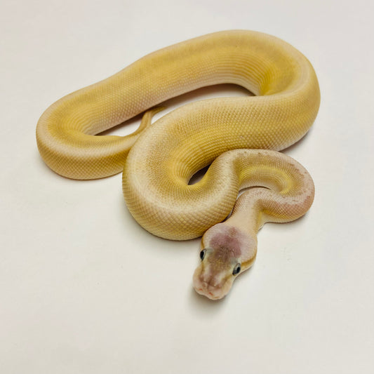 Ball Pythons for Sale at BHB Reptiles - High Quality & Wide Variety in ...