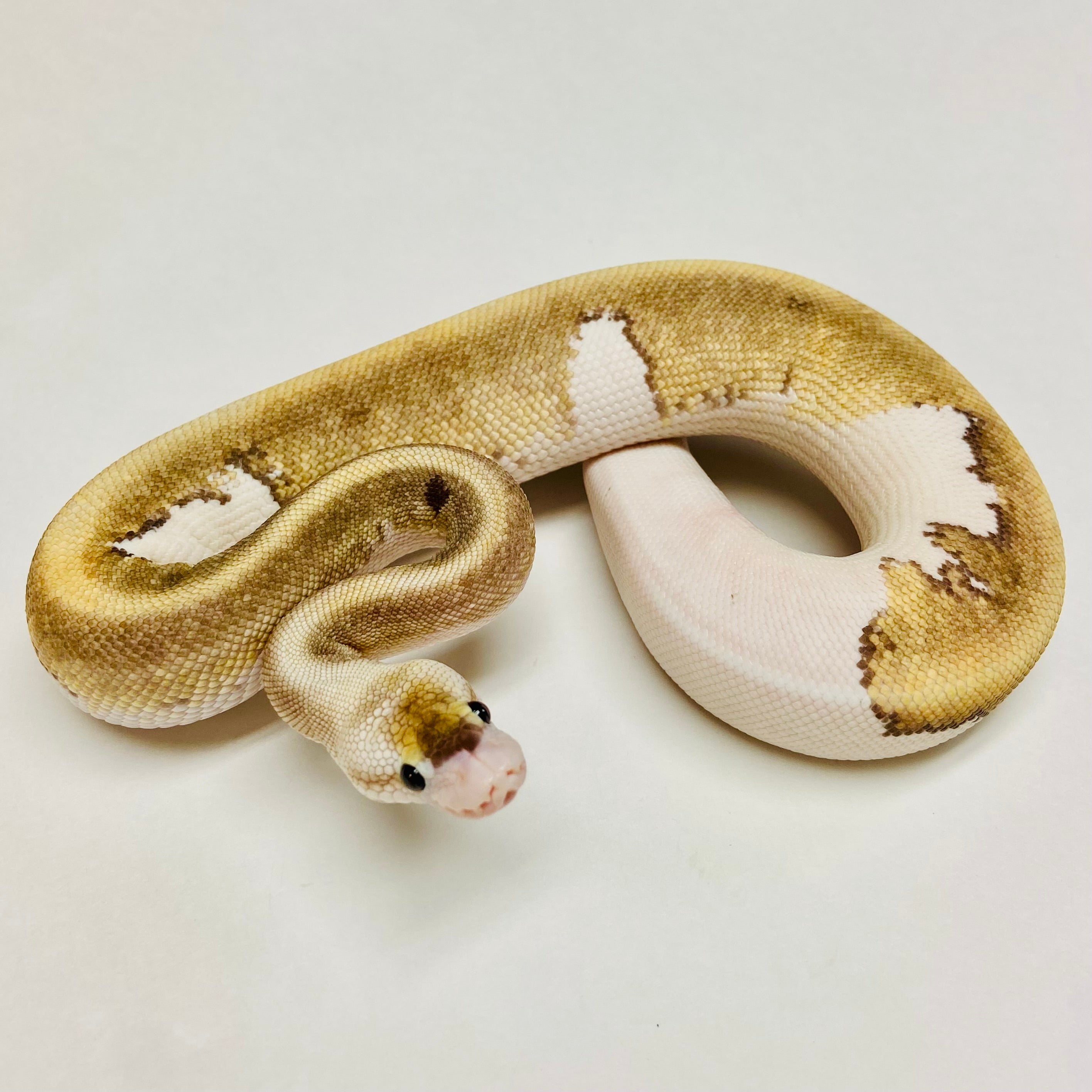 Ball Pythons for Sale at BHB Reptiles - High Quality & Wide Variety in ...