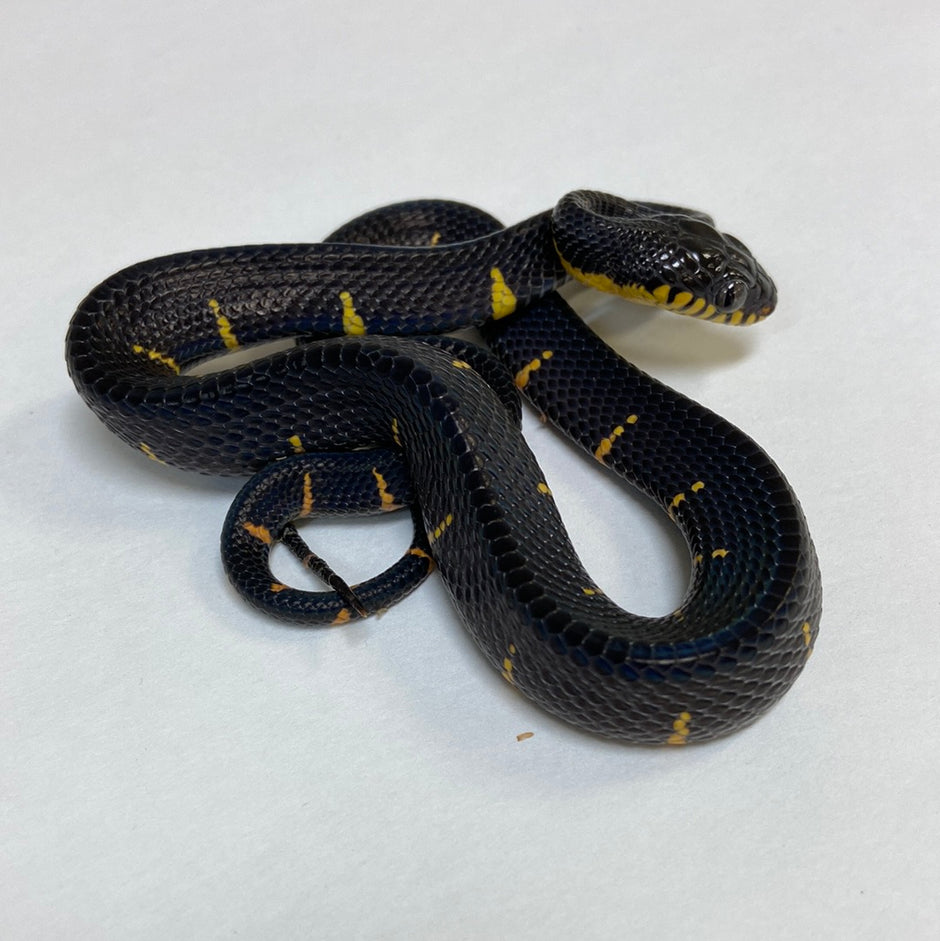 Mangrove Snakes For Sale - Priority Overnight Shipping Or Pickup – BHB ...