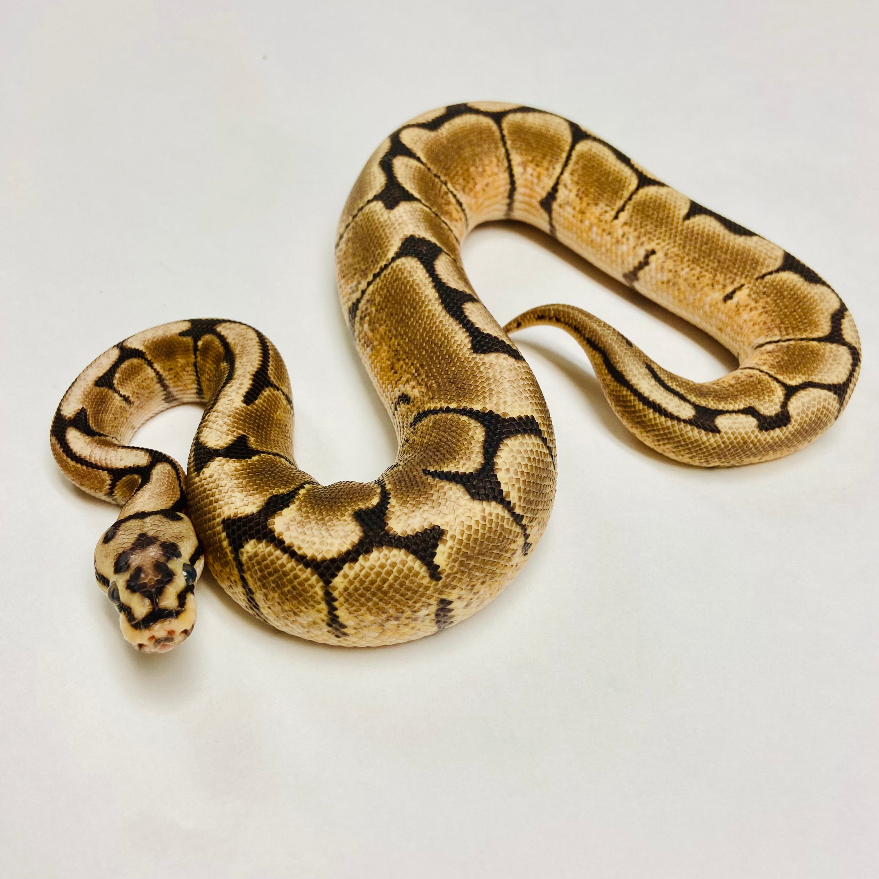 Ball Pythons for Sale at BHB Reptiles - High Quality & Wide Variety in ...