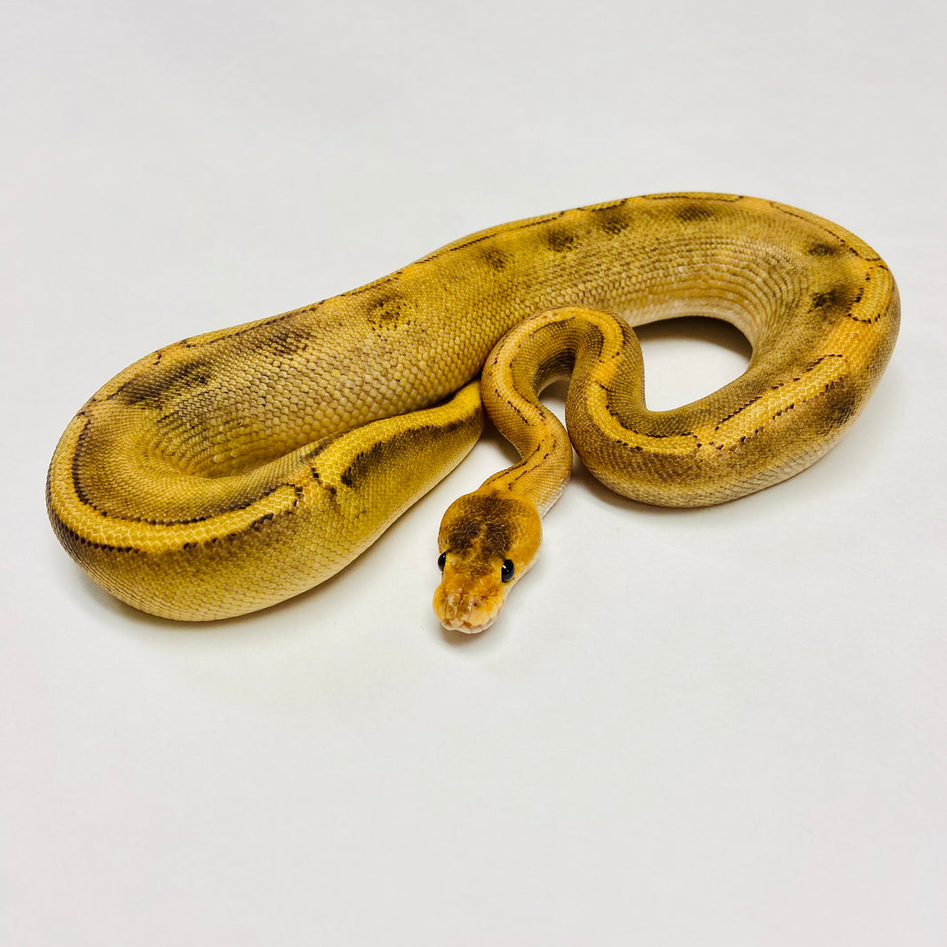 Ball Pythons for Sale at BHB Reptiles - High Quality & Wide Variety in ...
