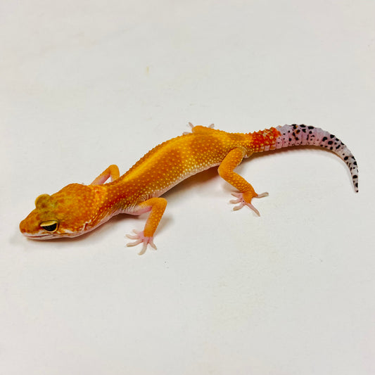 Leopard Geckos for Sale at BHB! Top Quality & Vast Selection in the US ...