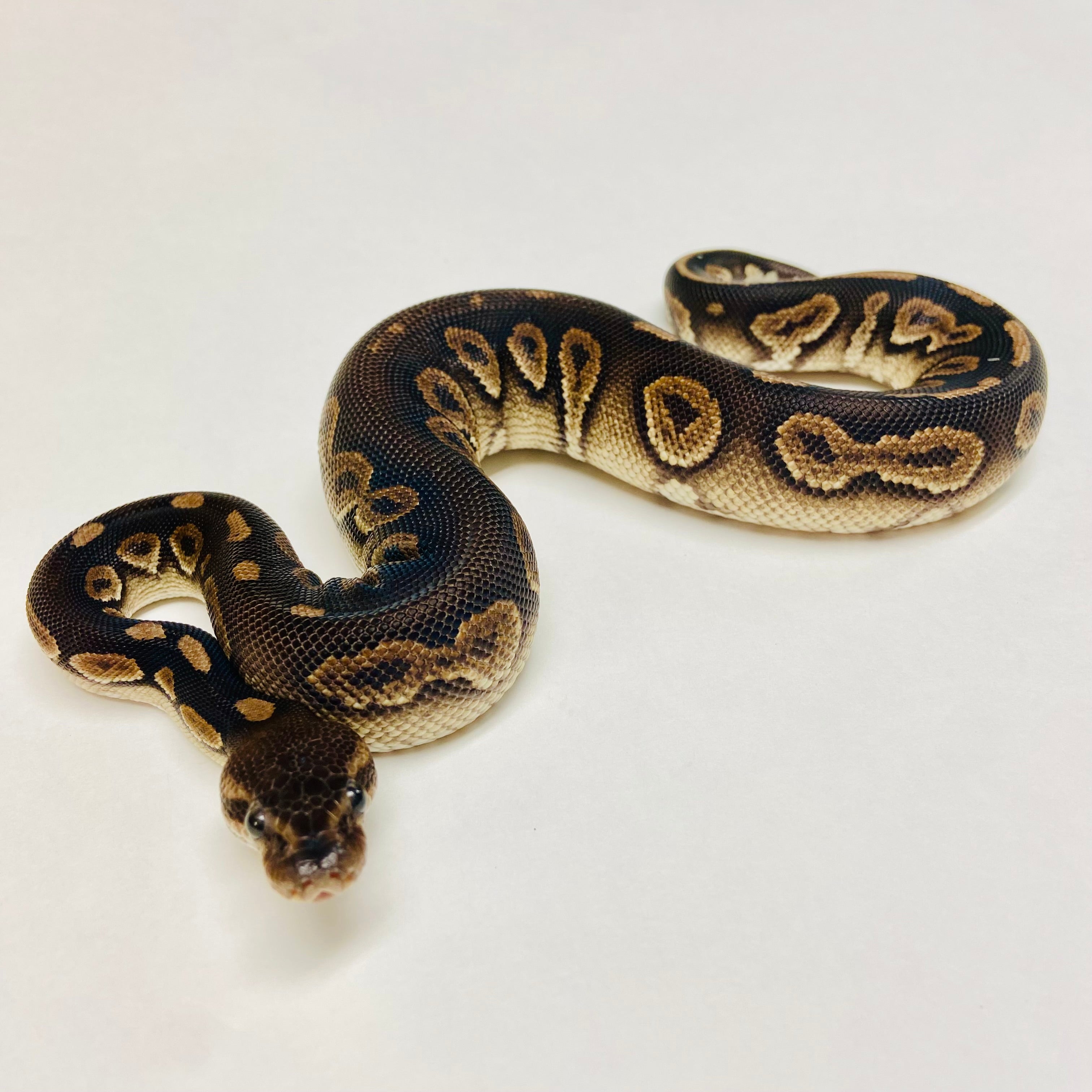 Ball Pythons for Sale at BHB Reptiles - High Quality & Wide Variety in ...