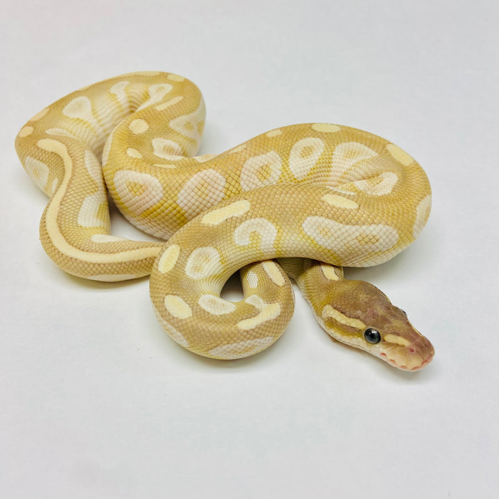Ball Pythons for Sale at BHB Reptiles - High Quality & Wide Variety in ...