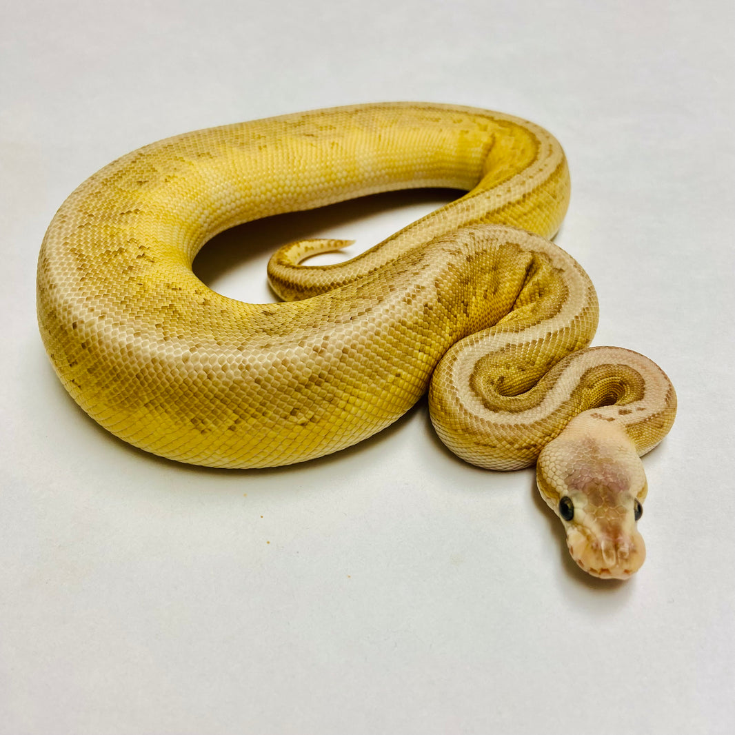 Ball Pythons for Sale at BHB Reptiles - High Quality & Wide Variety in ...
