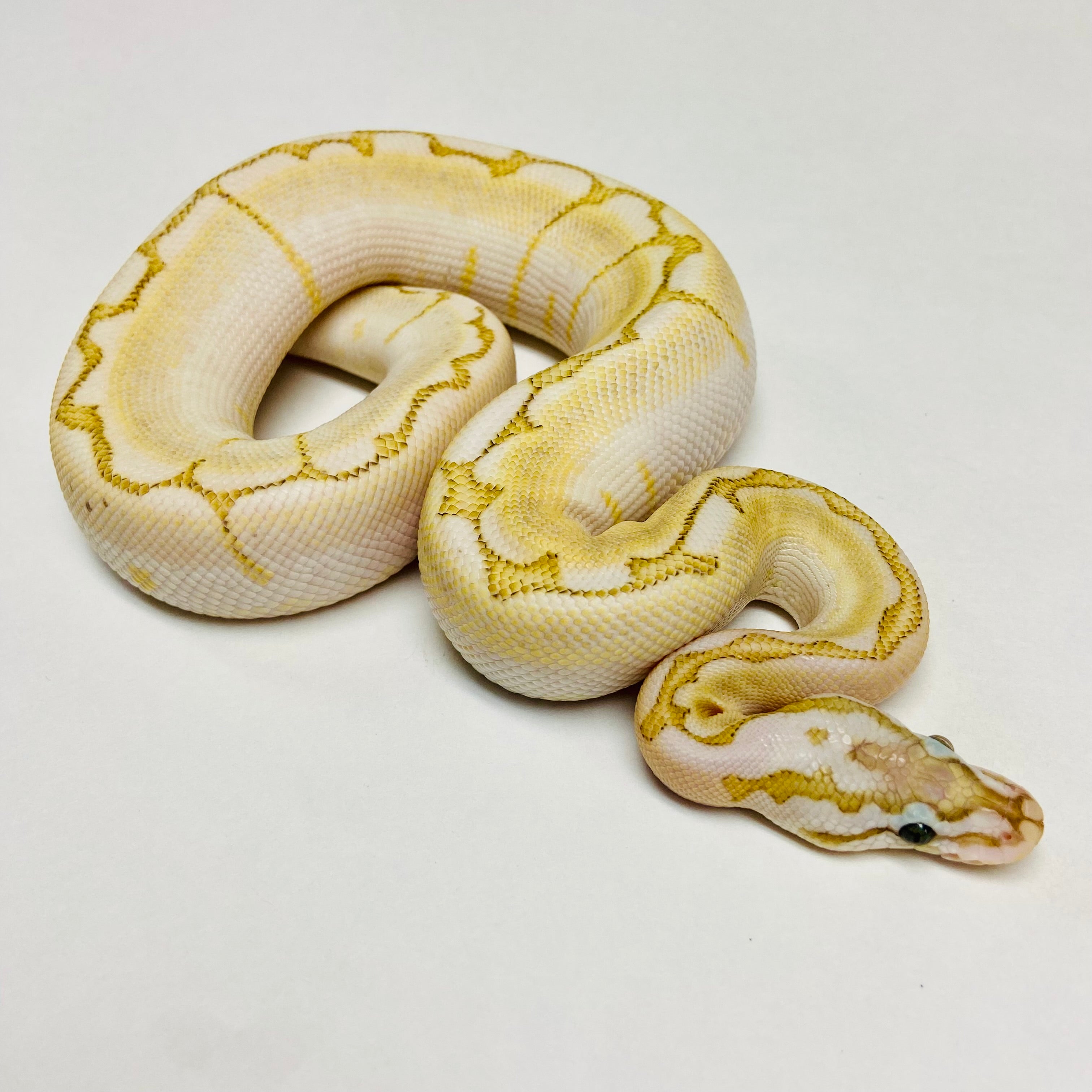 Ball Pythons for Sale at BHB Reptiles - High Quality & Wide Variety in ...