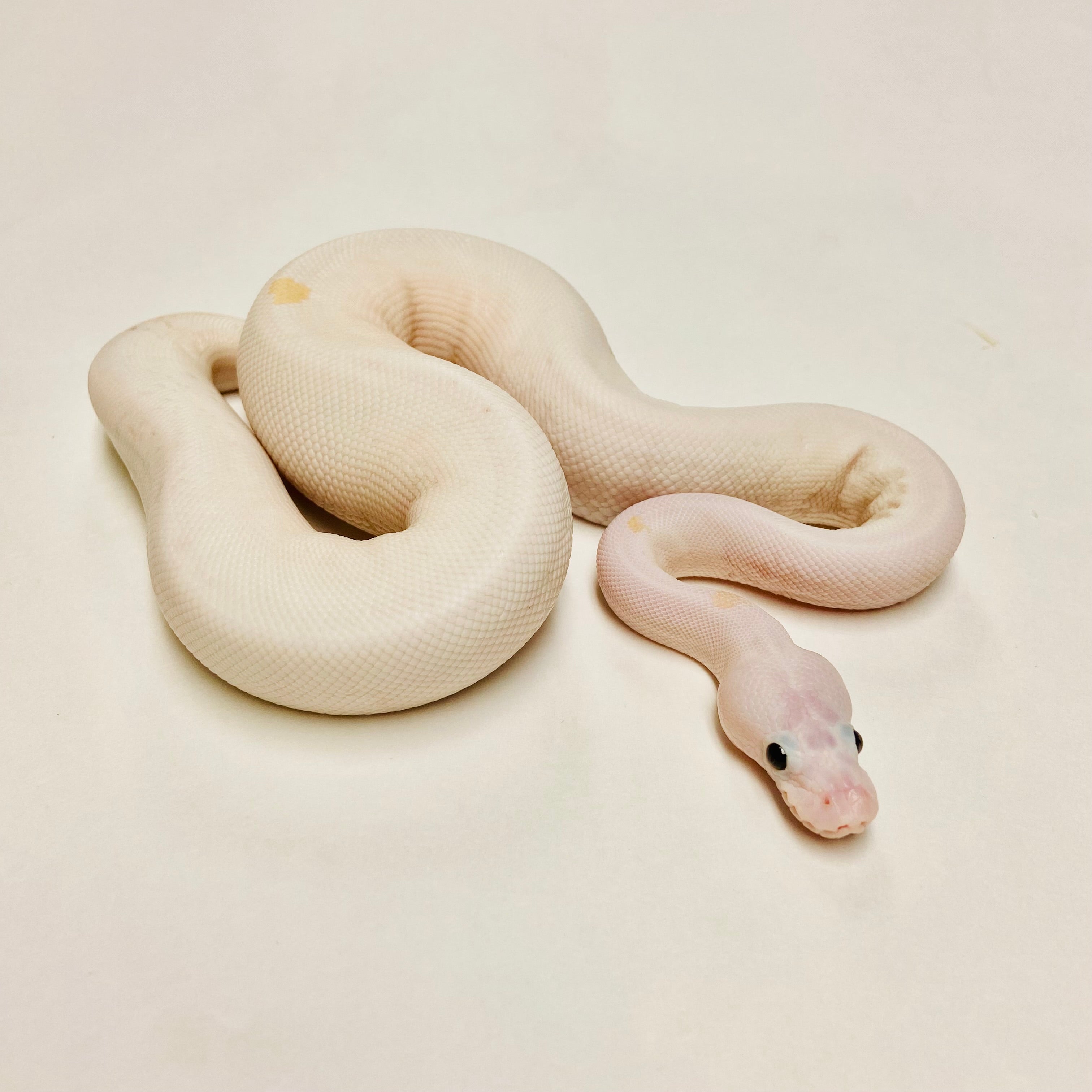 Ball Pythons for Sale at BHB Reptiles - High Quality & Wide Variety in ...