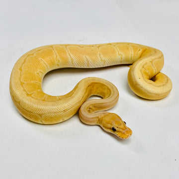 Ball Pythons for Sale at BHB Reptiles - High Quality & Wide Variety in ...