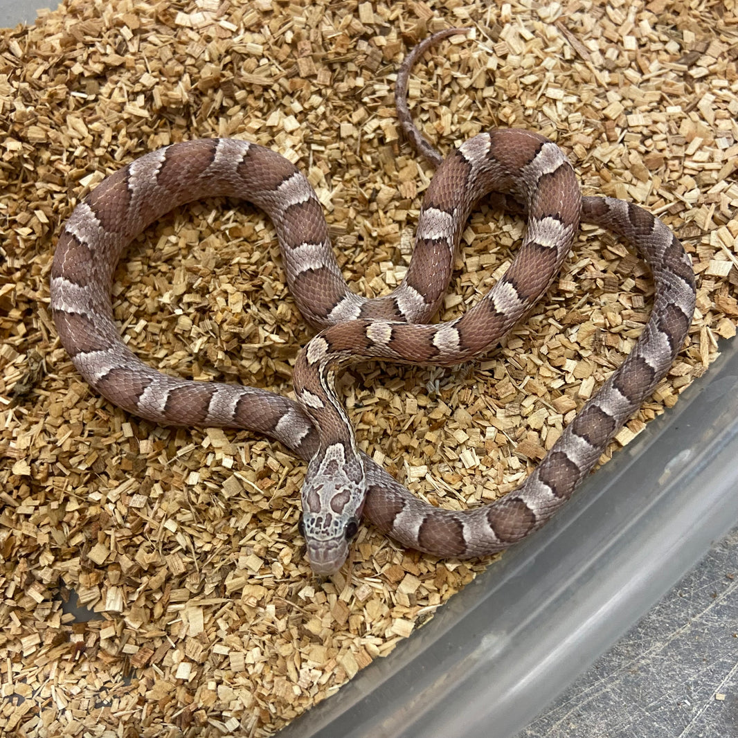 Corn Snakes For Sale I Purchase Corn Snakes Online Or Pickup Today ...