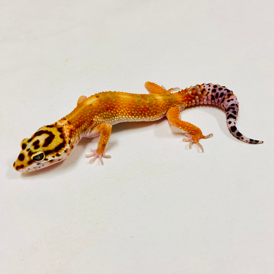 Leopard Geckos for Sale at BHB! Top Quality & Vast Selection in the US ...