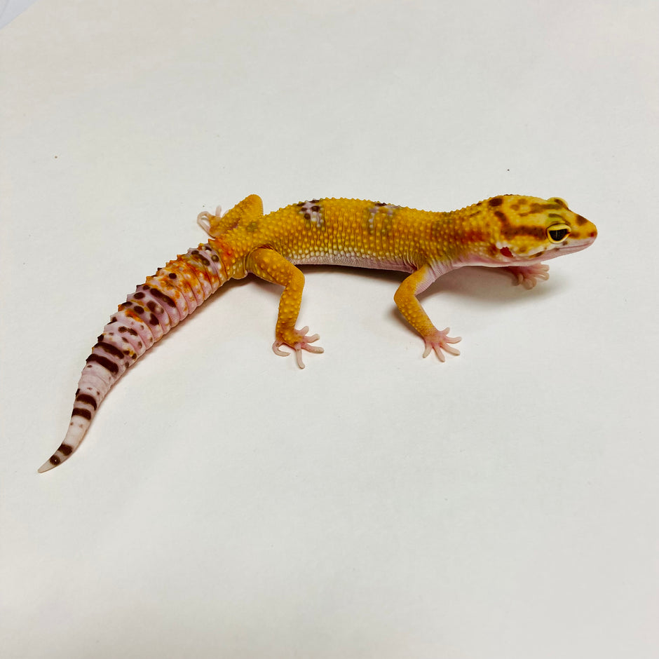 Leopard Geckos for Sale at BHB! Top Quality & Vast Selection in the US ...