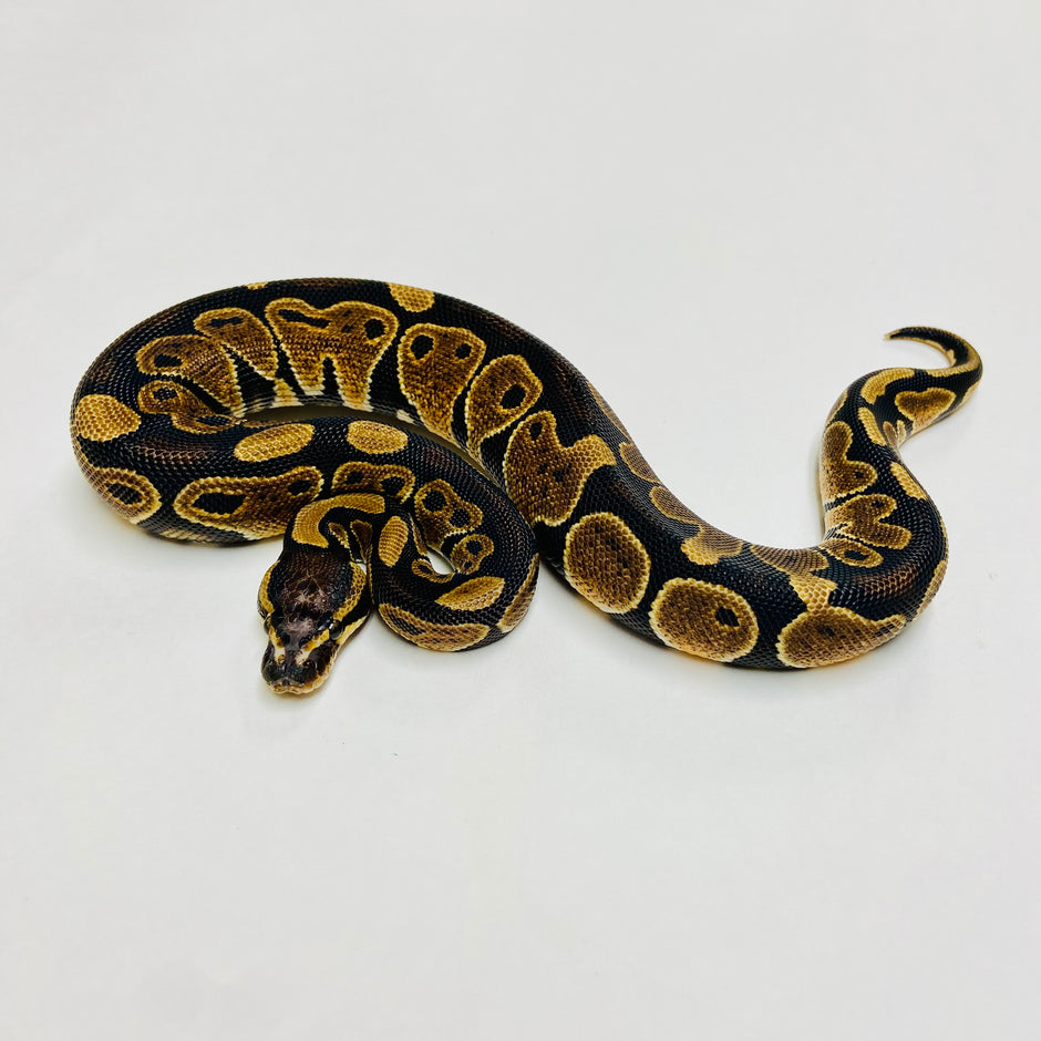 Ball Pythons for Sale at BHB Reptiles - High Quality & Wide Variety in ...