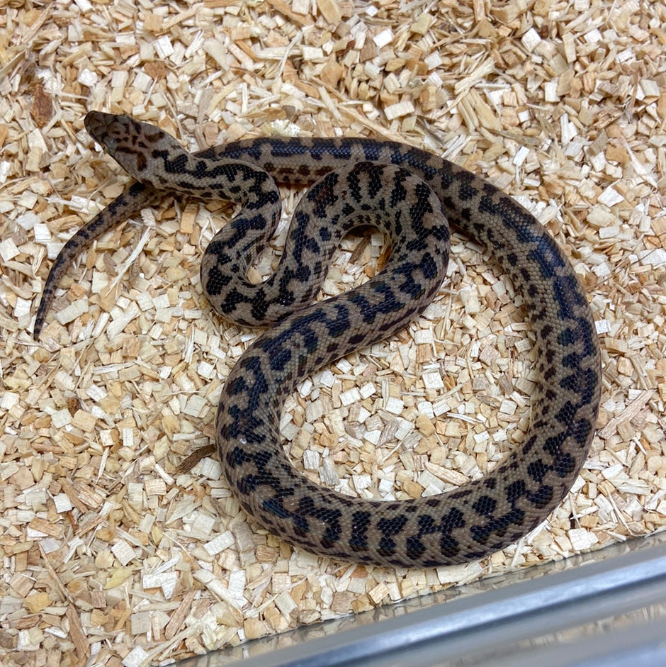 Spotted Pythons – BHB Reptiles