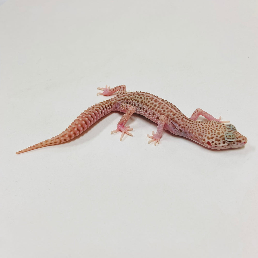 Leopard Geckos for Sale at BHB! Top Quality & Vast Selection in the US ...