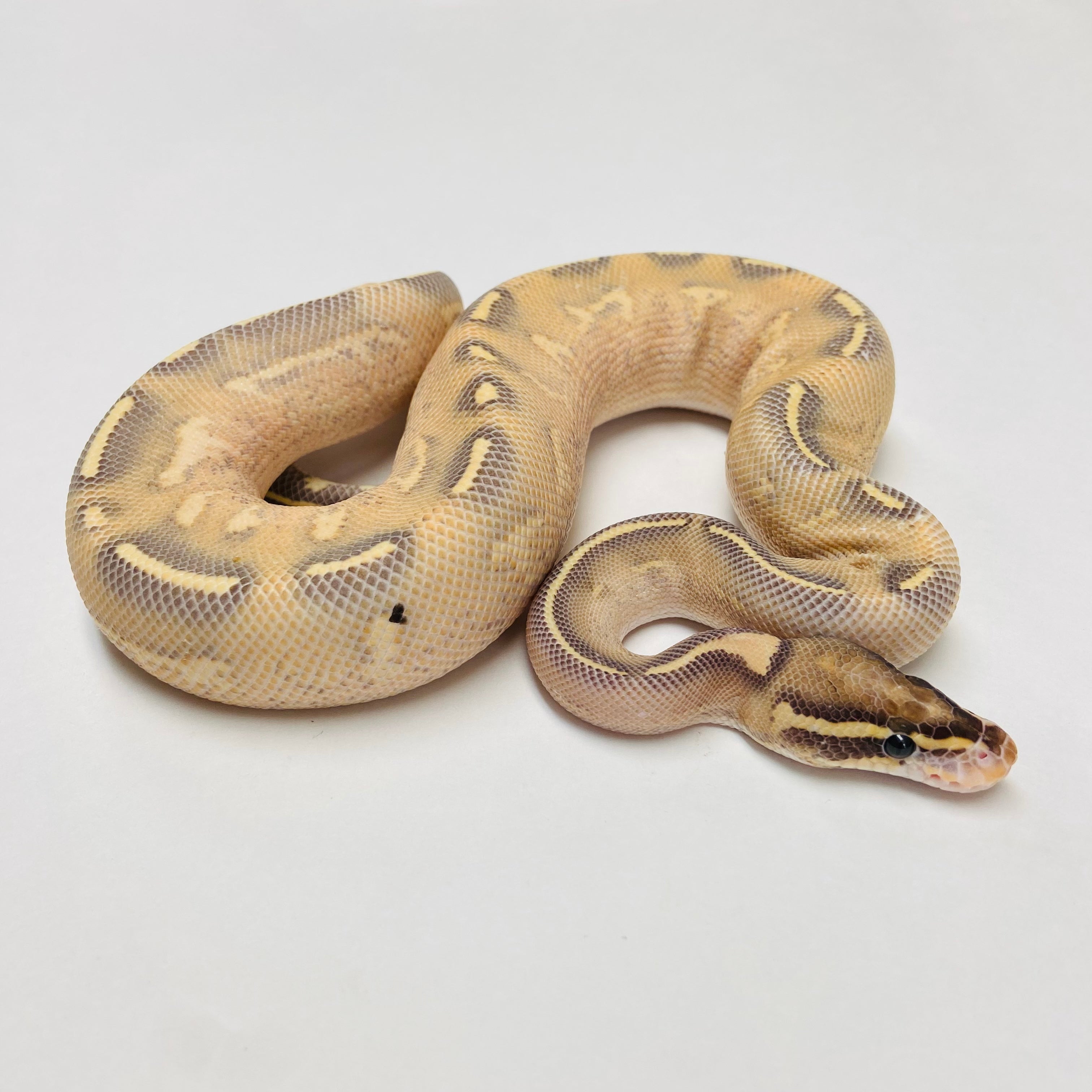 Ball Pythons for Sale at BHB Reptiles - High Quality & Wide Variety in ...