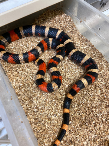Milk Snakes For Sale - BHB Reptiles
