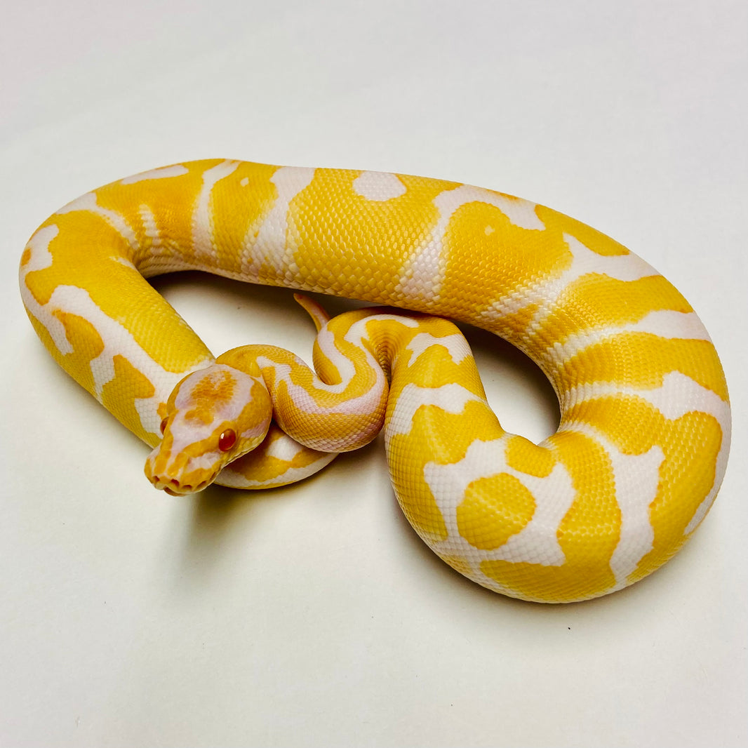 Ball Pythons for Sale at BHB Reptiles - High Quality & Wide Variety in ...