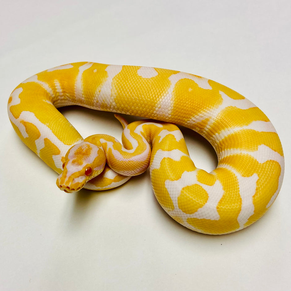 Ball Pythons for Sale at BHB Reptiles - High Quality & Wide Variety in ...