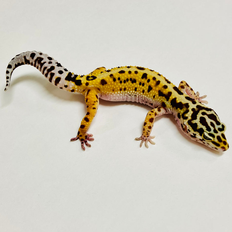 Leopard Geckos for Sale at BHB! Top Quality & Vast Selection in the US ...