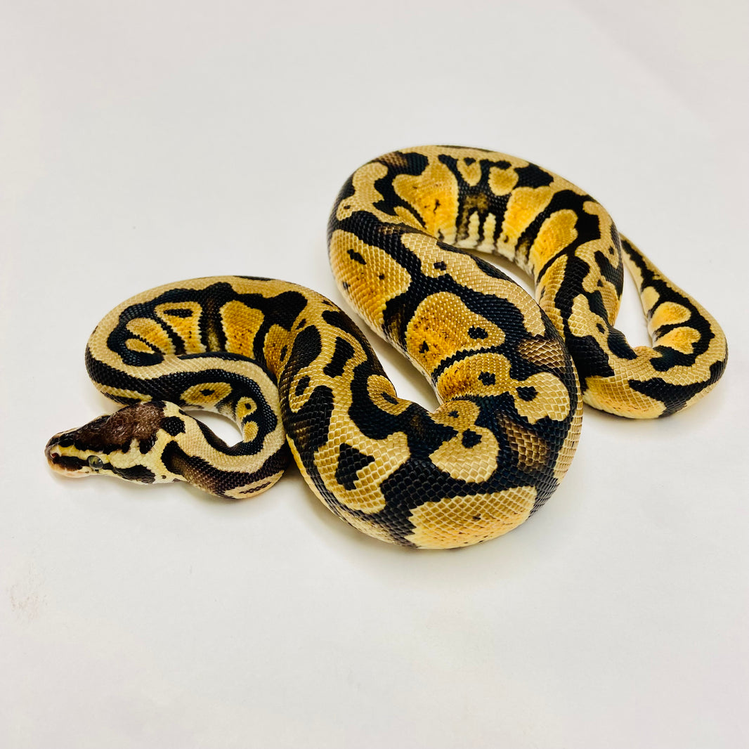 Ball Pythons for Sale at BHB Reptiles - High Quality & Wide Variety in ...