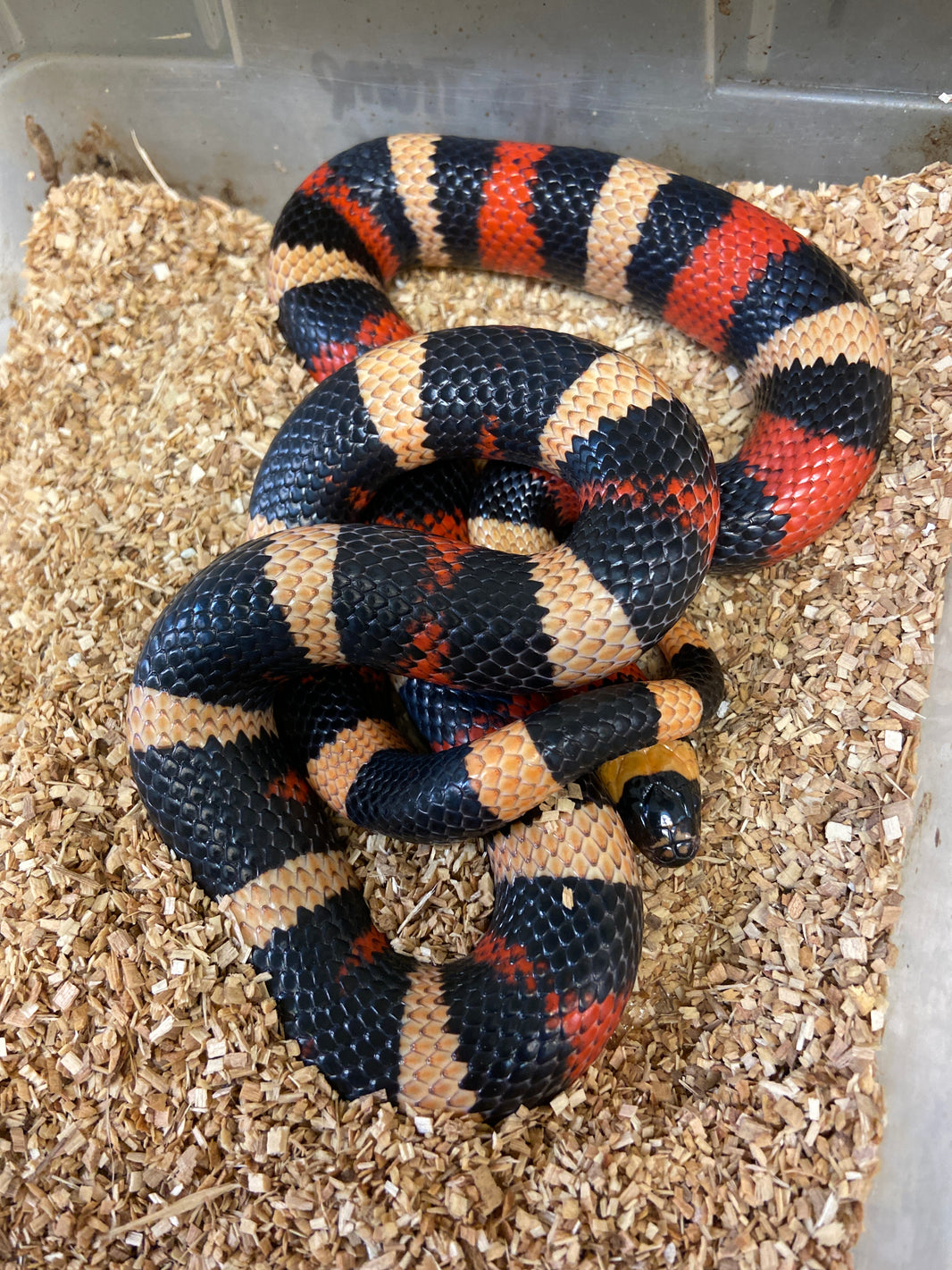 Milk Snakes For Sale - BHB Reptiles