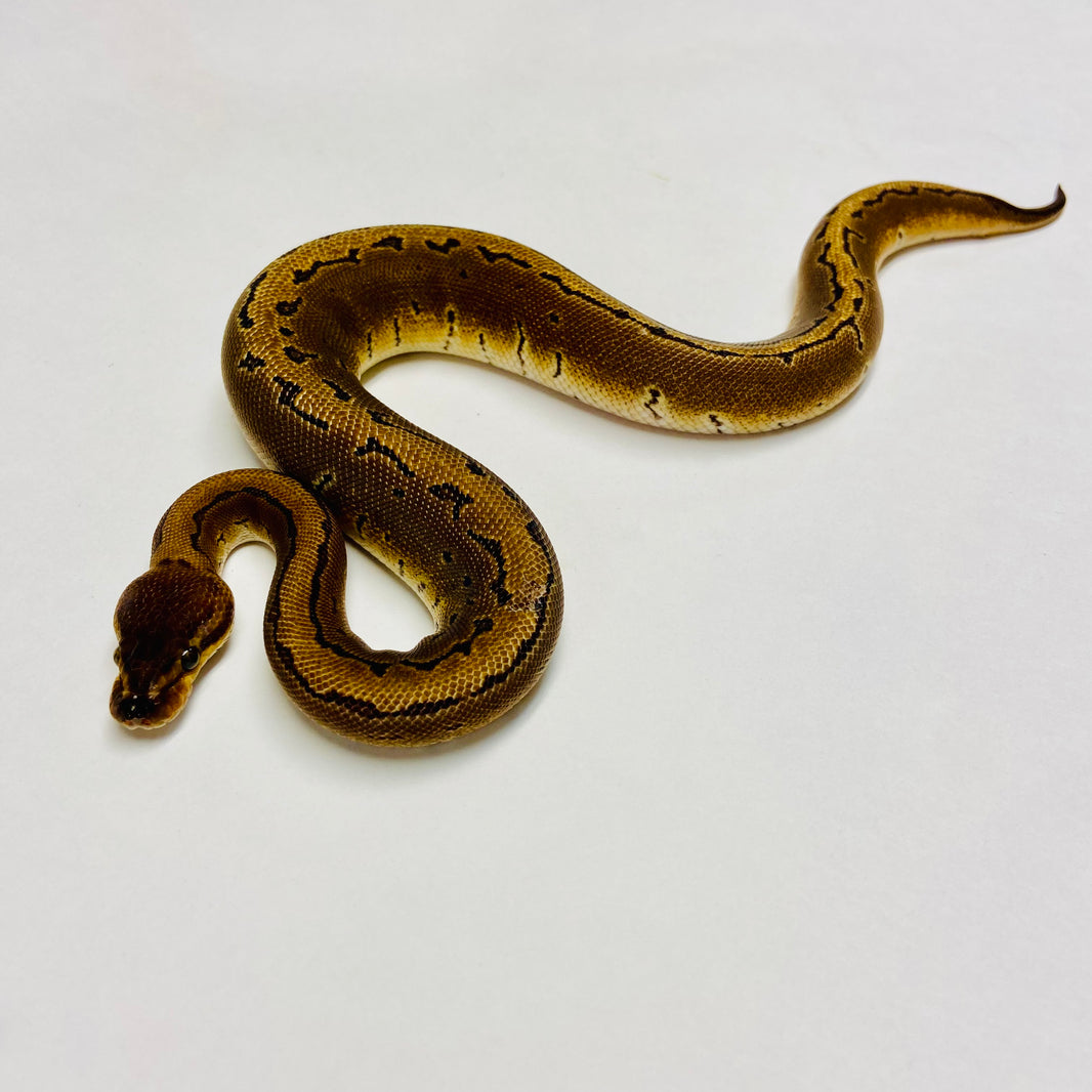 Ball Pythons for Sale at BHB Reptiles - High Quality & Wide Variety in ...