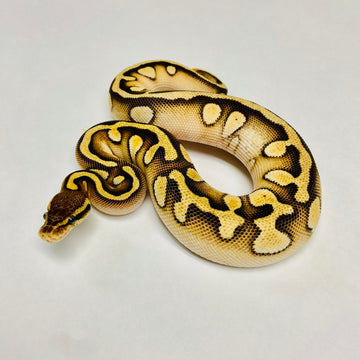 Ball Pythons for Sale at BHB Reptiles - High Quality & Wide Variety in ...