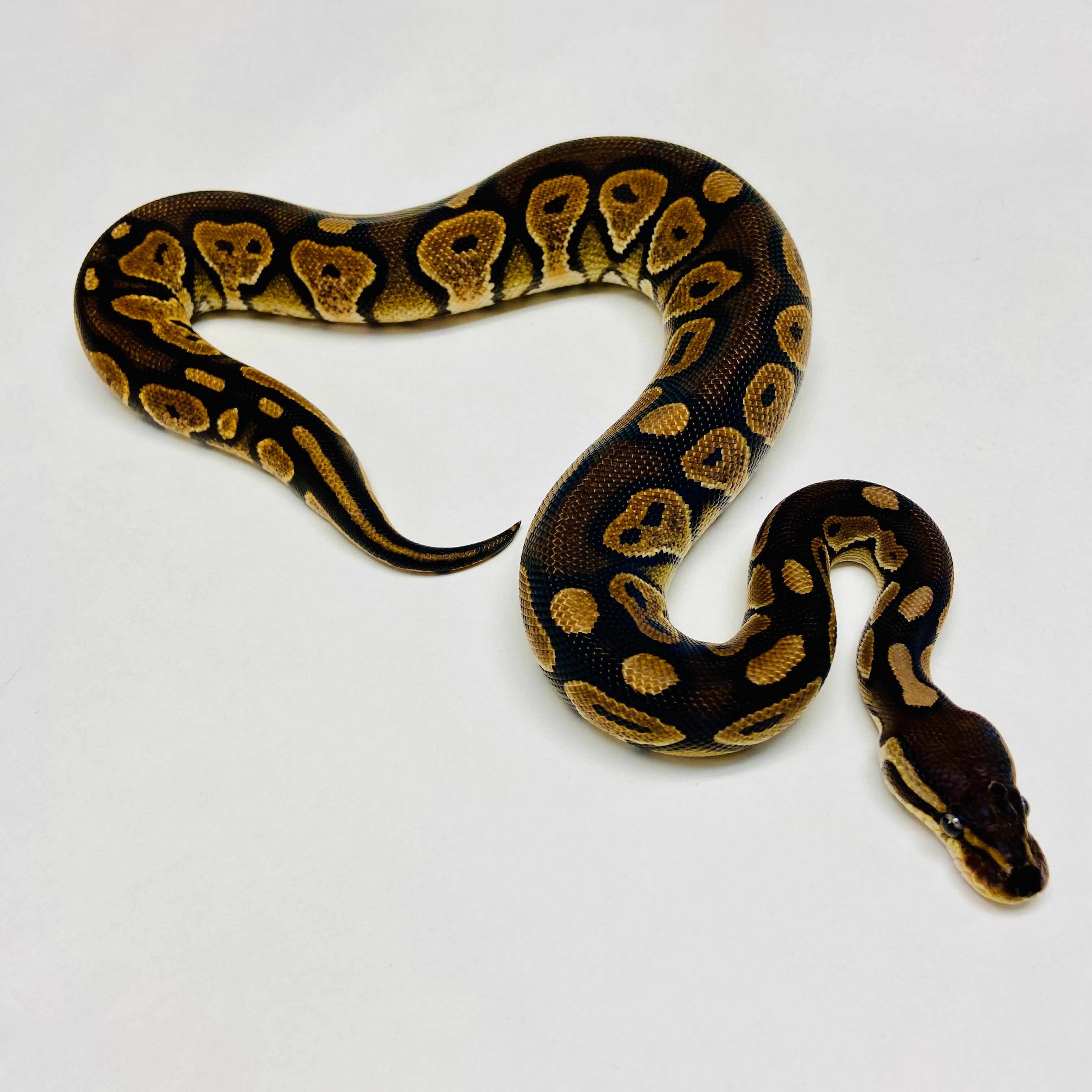 Ball Pythons for Sale at BHB Reptiles - High Quality & Wide Variety in ...