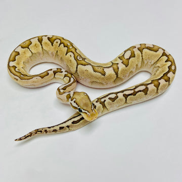Ball Pythons for Sale at BHB Reptiles - High Quality & Wide Variety in ...