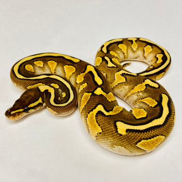 Ball Pythons for Sale at BHB Reptiles - High Quality & Wide Variety in ...