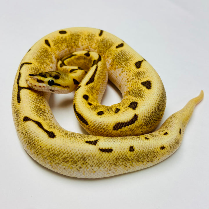 Ball Pythons for Sale at BHB Reptiles - High Quality & Wide Variety in ...