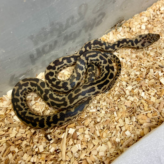 Spotted Pythons – BHB Reptiles