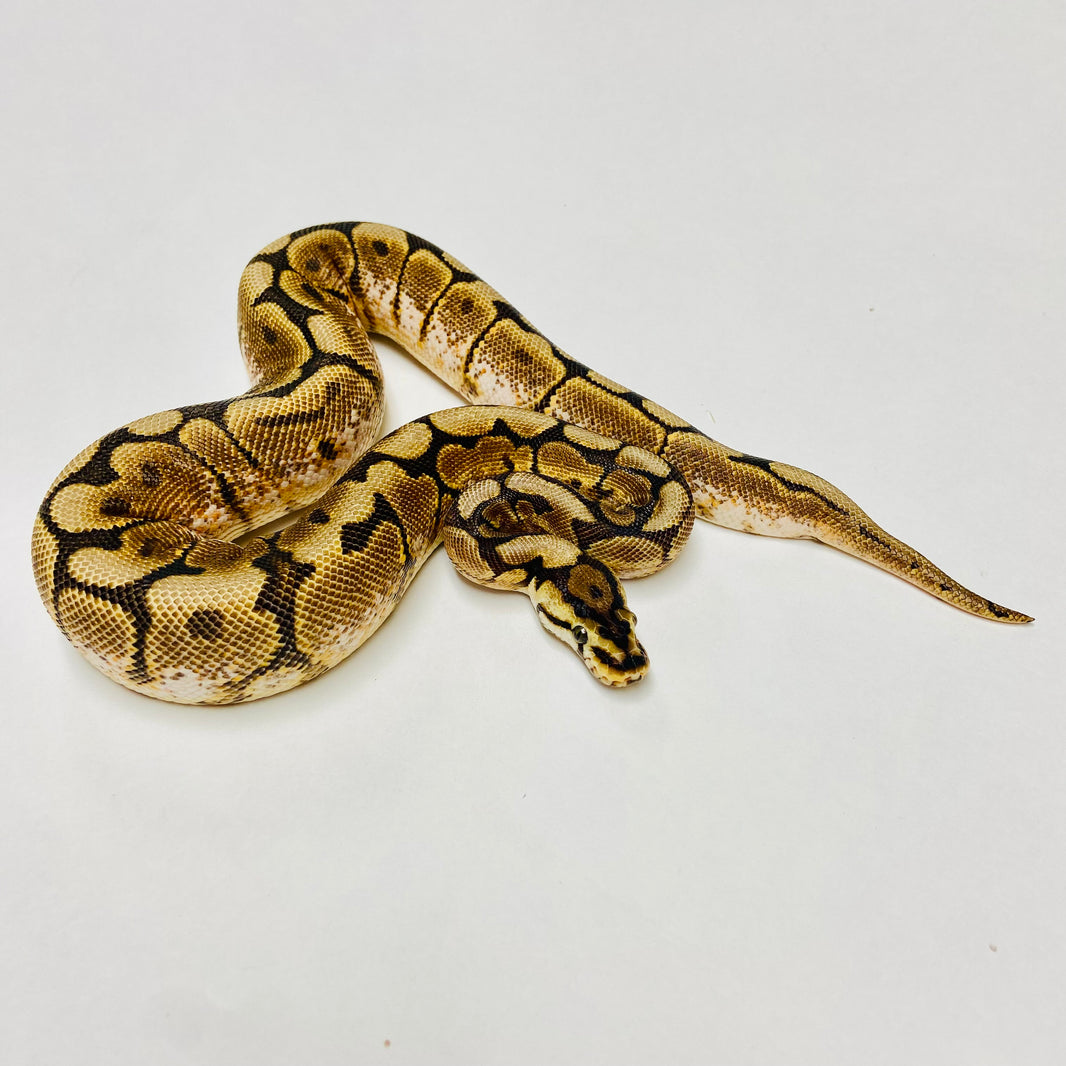Ball Pythons for Sale at BHB Reptiles - High Quality & Wide Variety in ...