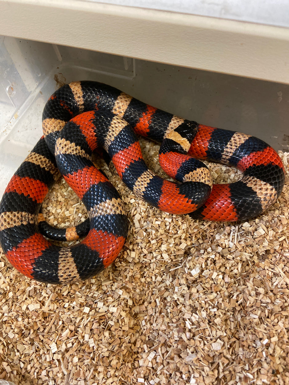 Milk Snakes For Sale - BHB Reptiles