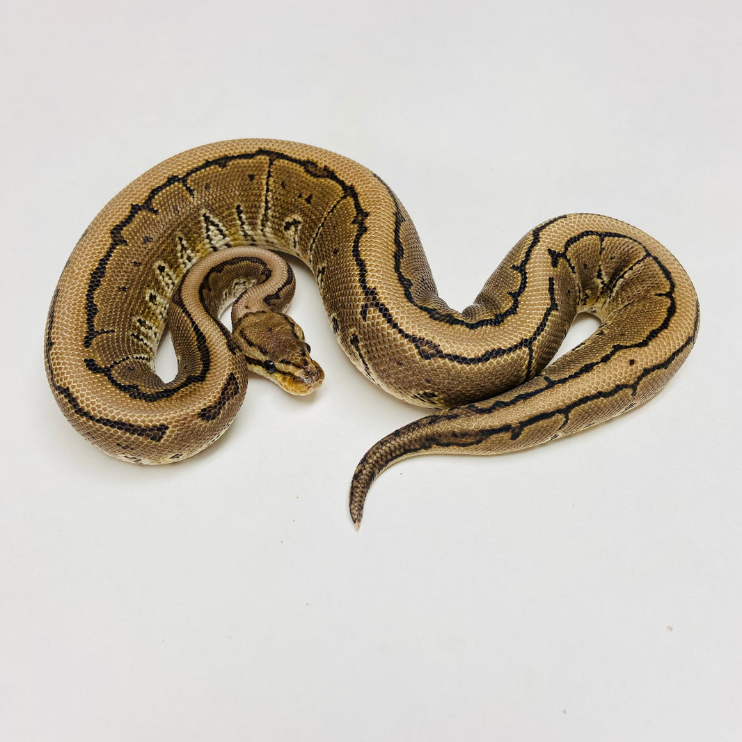 Ball Pythons for Sale at BHB Reptiles - High Quality & Wide Variety in ...