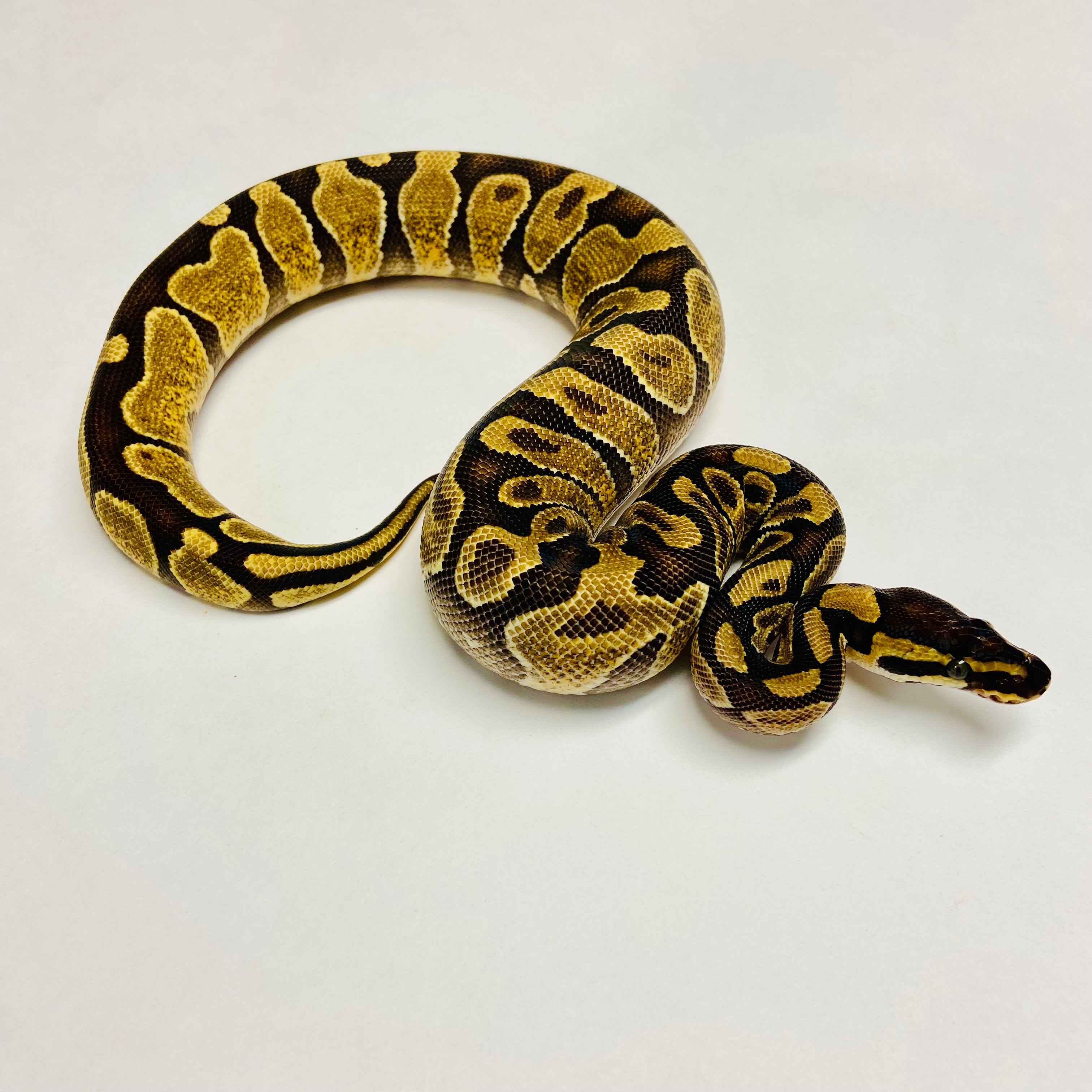Ball Pythons for Sale at BHB Reptiles - High Quality & Wide Variety in ...