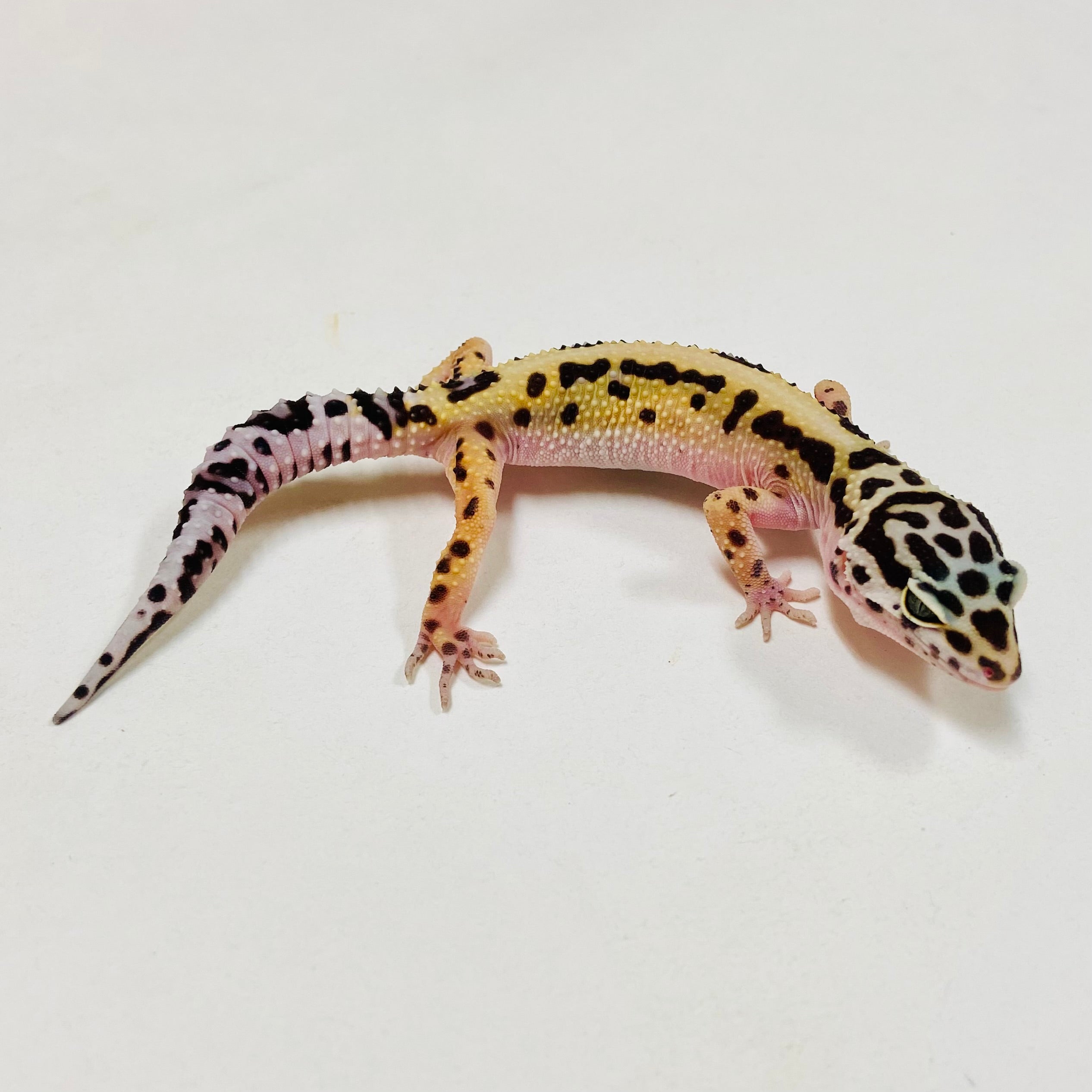 Leopard Geckos for Sale at BHB! Top Quality & Vast Selection in the US ...
