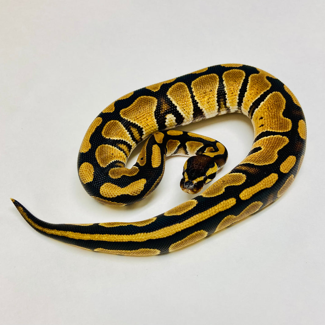 Ball Pythons for Sale at BHB Reptiles - High Quality & Wide Variety in ...