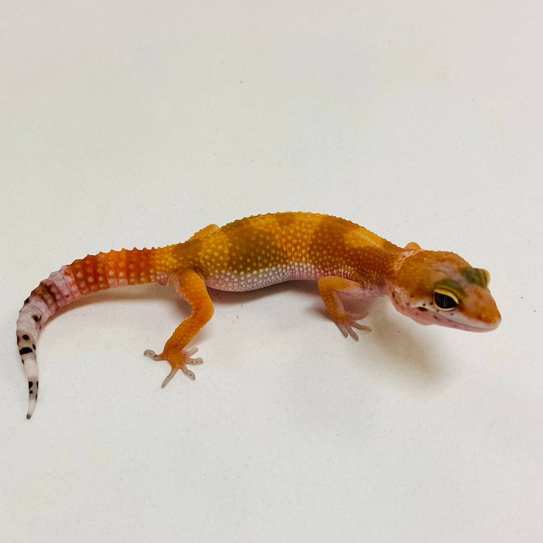 Leopard Geckos for Sale at BHB! Top Quality & Vast Selection in the US ...