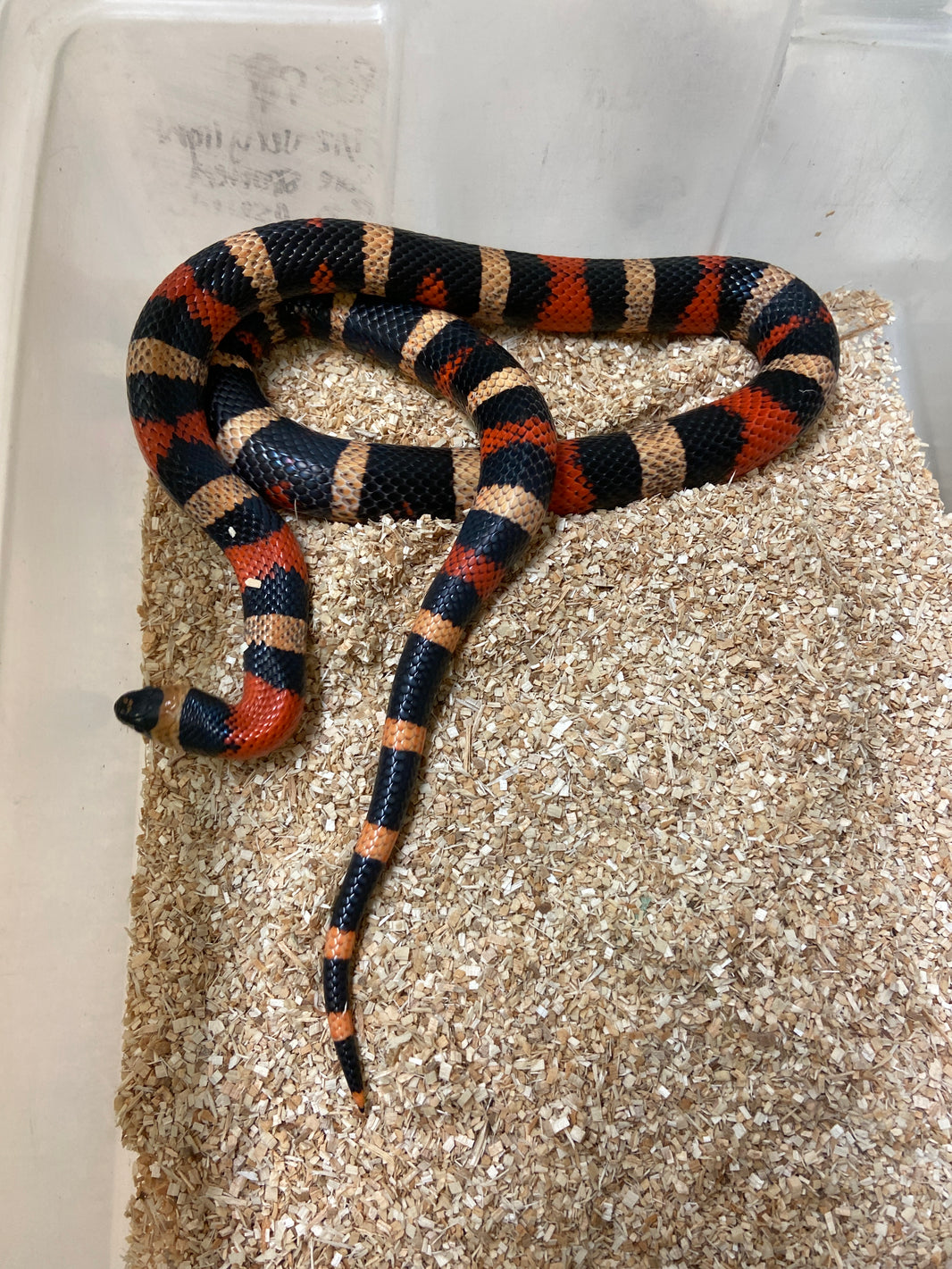 Milk Snakes For Sale - BHB Reptiles