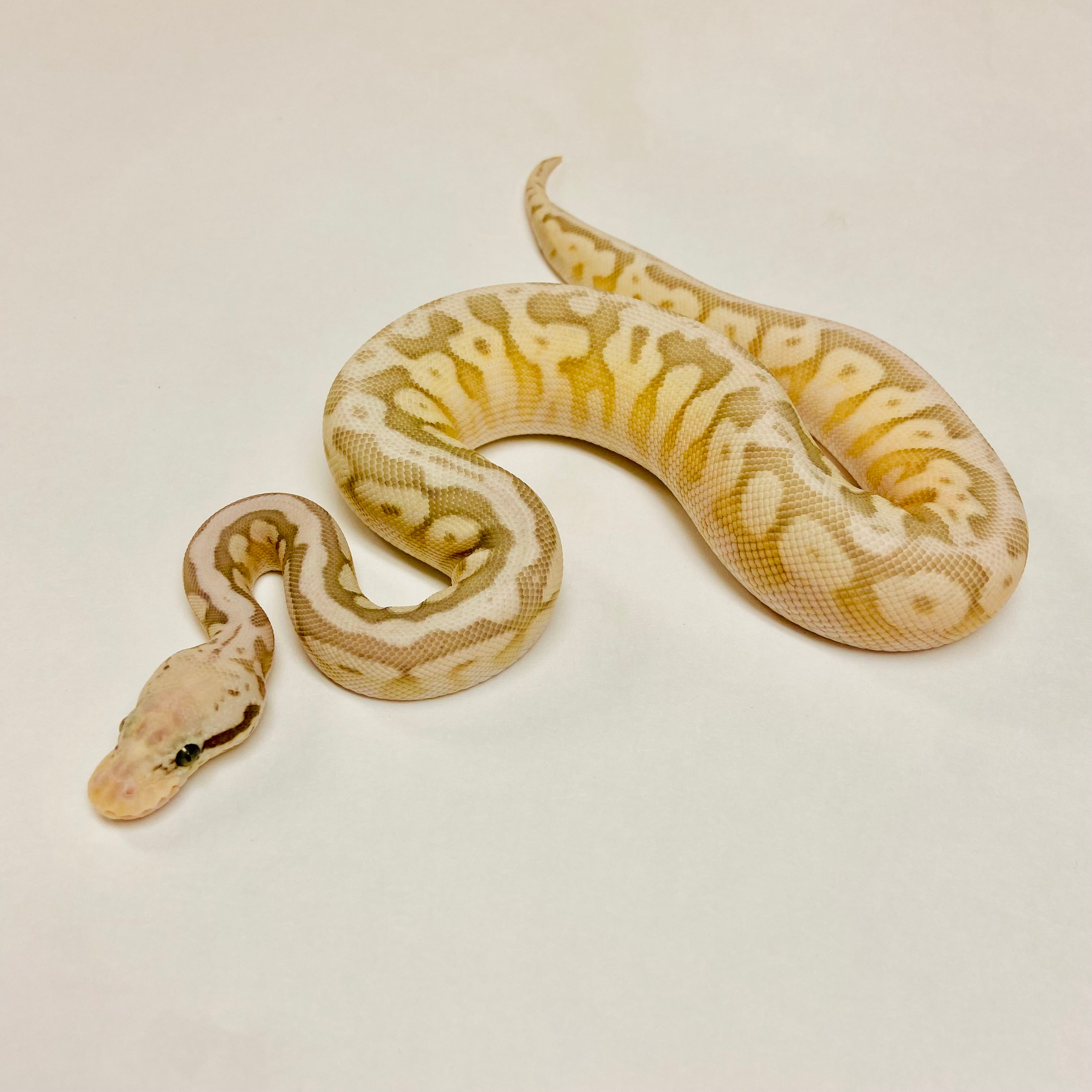 Ball Pythons for Sale at BHB Reptiles - High Quality & Wide Variety in ...