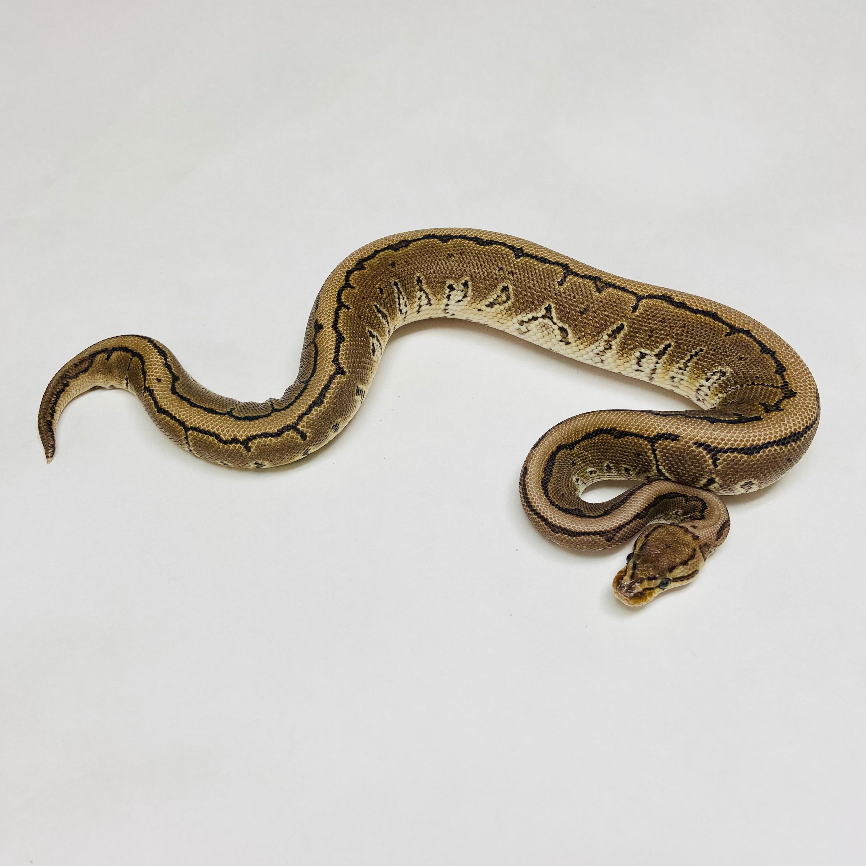 Ball Pythons for Sale at BHB Reptiles - High Quality & Wide Variety in ...