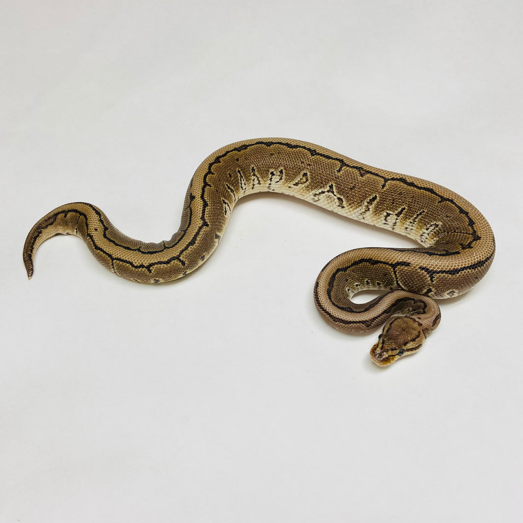 Ball Pythons for Sale at BHB Reptiles - High Quality & Wide Variety in ...
