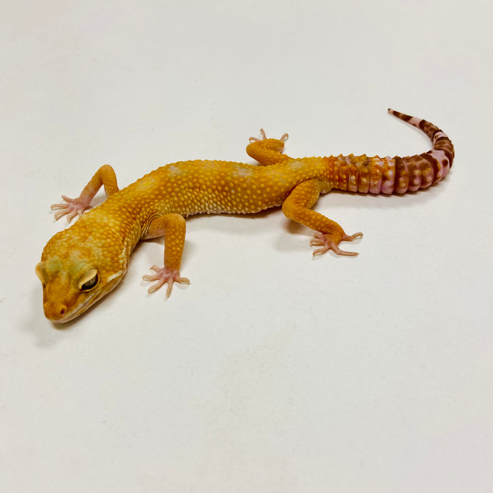 Leopard Geckos for Sale at BHB! Top Quality & Vast Selection in the US ...