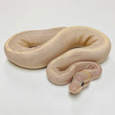 Ball Pythons for Sale at BHB Reptiles - High Quality & Wide Variety in ...