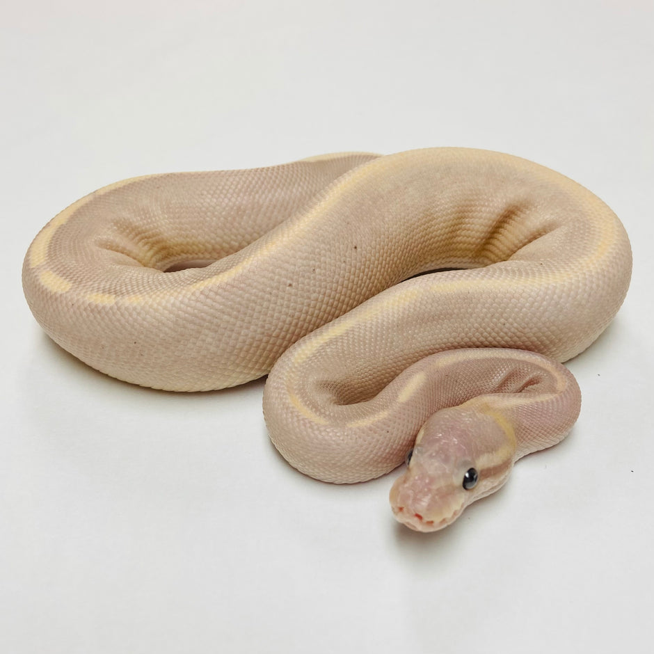 Ball Pythons for Sale at BHB Reptiles - High Quality & Wide Variety in ...