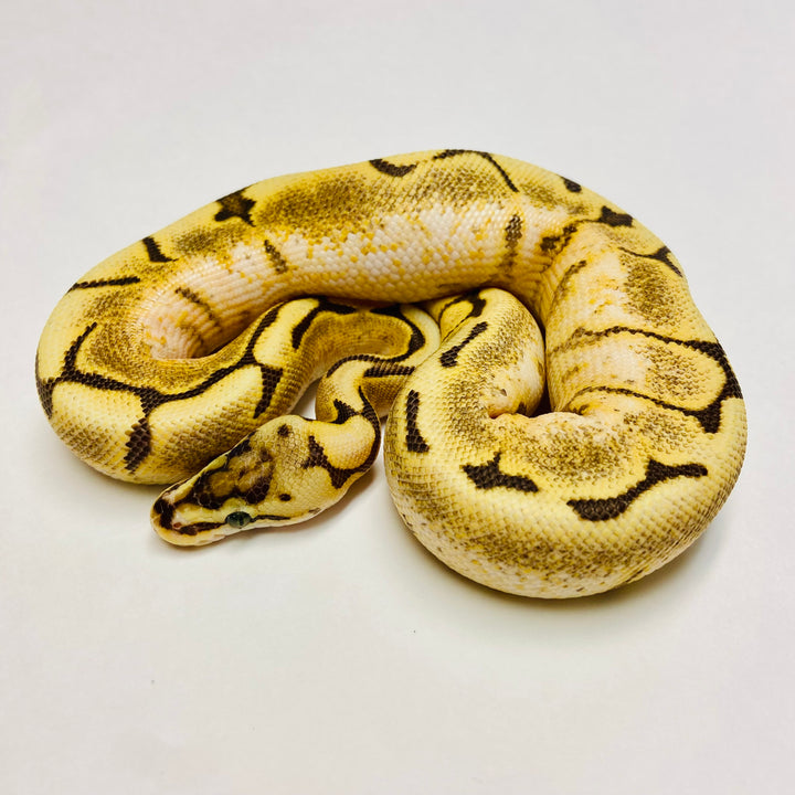 Ball Pythons for Sale at BHB Reptiles - High Quality & Wide Variety in ...